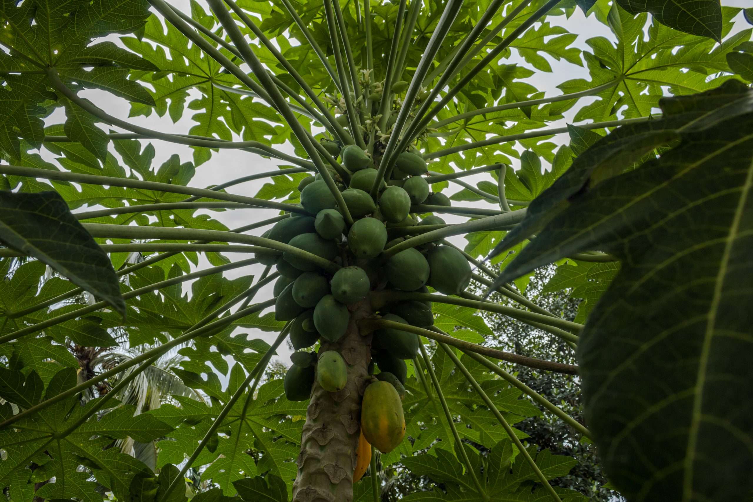 ¿Qué es el árbol de papaya? Conoce su historia y propiedades